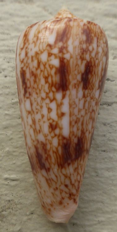 CONUS NEPTUNUS, SEHR SCHÖNE MUSTERUNG, BESTE QUALITÄT, | Kaufen auf Ricardo