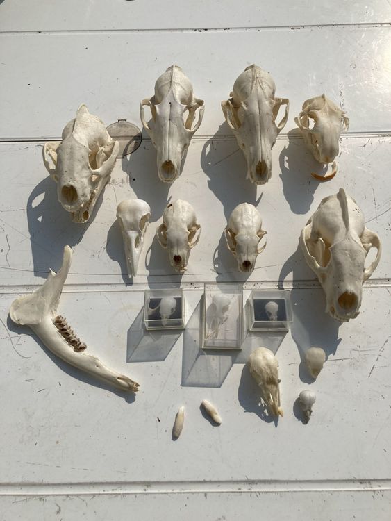 Schädel und (Knochen) Fuchs, Dachs, Marder und diverse Vögel | Kaufen ...