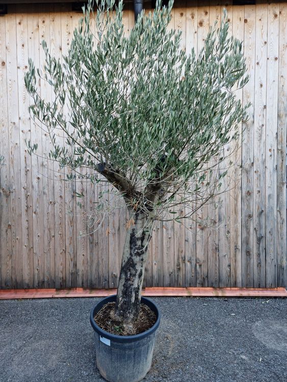 Olivenbaum winterhart 220cm | Kaufen auf Ricardo