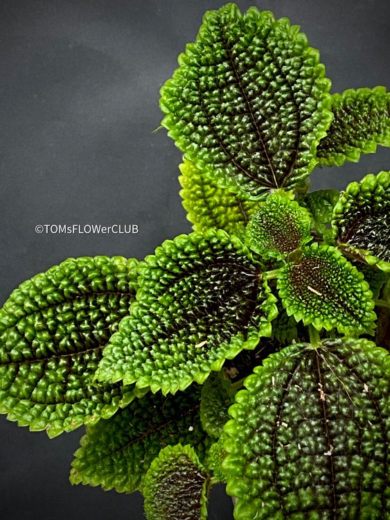 Pilea Involucrata | Kaufen auf Ricardo