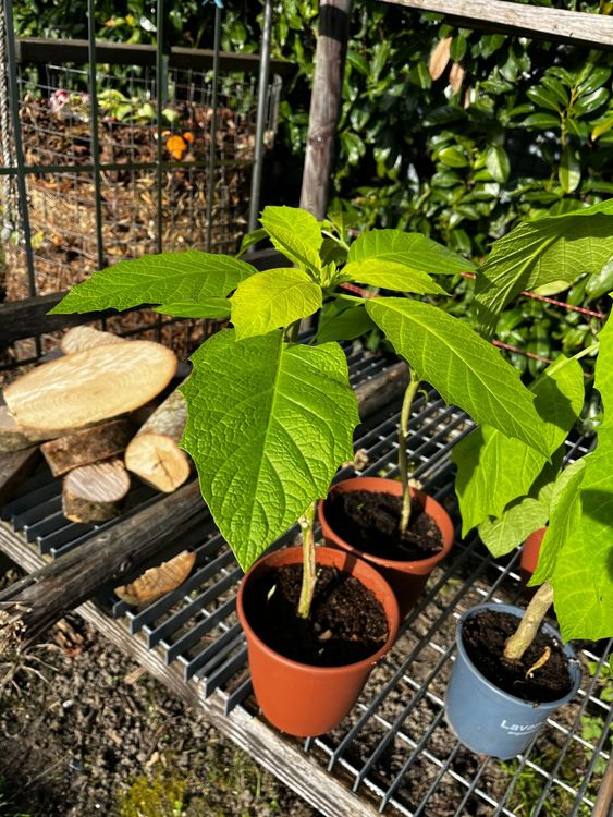 Dantura Engelstrompete gelb 50 % (Preisreduktion 1/2 Pr (Neu (gemäss ...