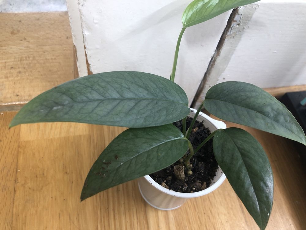 Scindapsus ‚Cebu Blue‘ #4 (Gebraucht) in Zürich für CHF 5 – nur ...