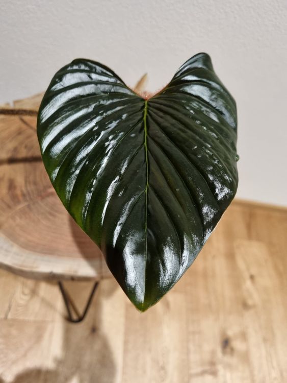 Philodendron Squamicaule Pink / Blood (Gebraucht) in Bern für CHF 75 ...