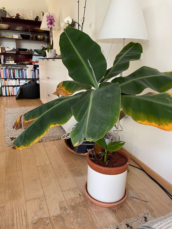 Bananenbaum ca 1m inkl jungem in Topf (Gebraucht) in für CHF 20 – nur ...