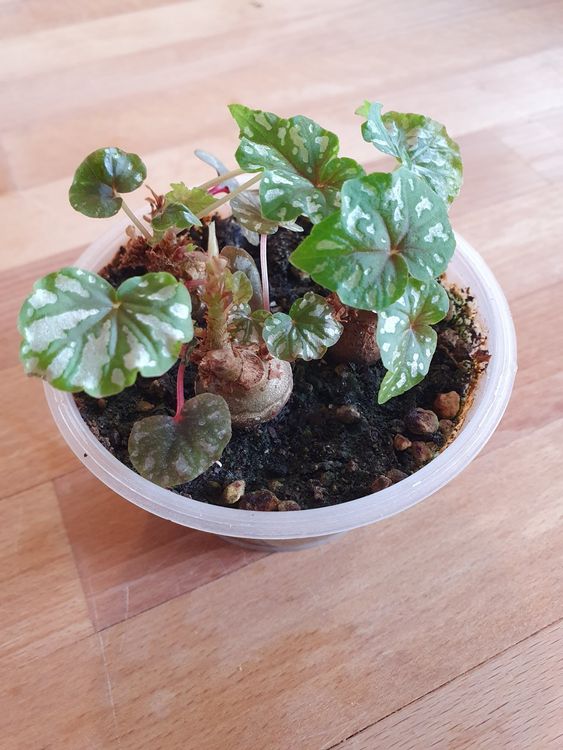 Begonia Dregei Caudex Begonie im Dreierpack (Gebraucht) in Diessenhofen ...