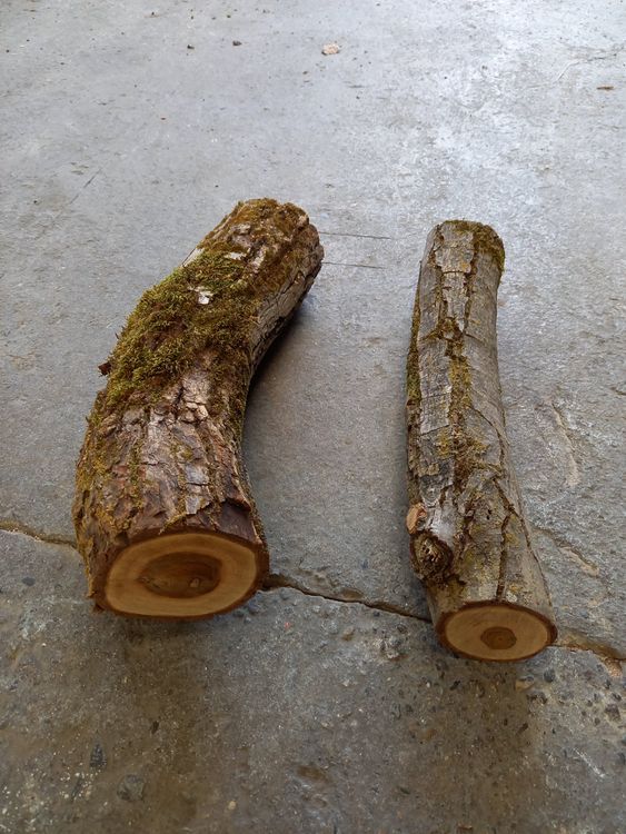 Nussbaum Rundholz mit Rinde (Neu (gemäss Beschreibung)) in Bilten für ...