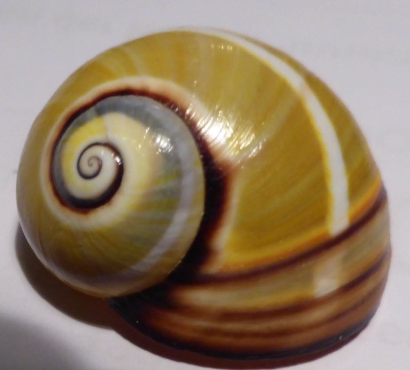 POLYMITA PICTA ROSEOLIMBATA, SELTEN: GRÜNE FARBE, UNIKAT (Gebraucht) in ...