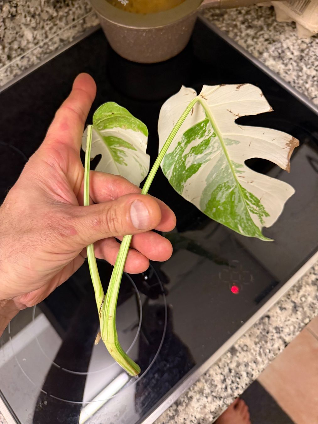Luxus Monstera Variegata Samen Bild