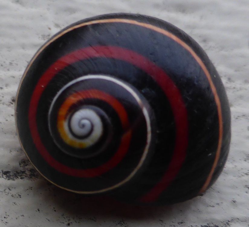 POLYMITA PICTA NIGROLIMBATA,SUPER FARBEN (Neu (gemäss Beschreibung)) in ...