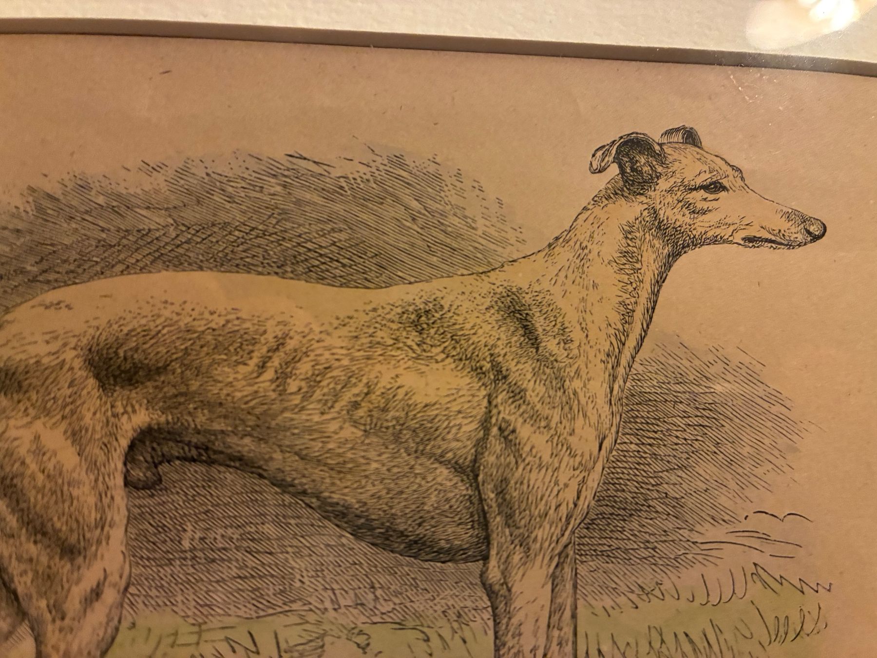 Ancienne gravure levrier Whippet (D'occasion) à Paudex pour CHF 24 ...