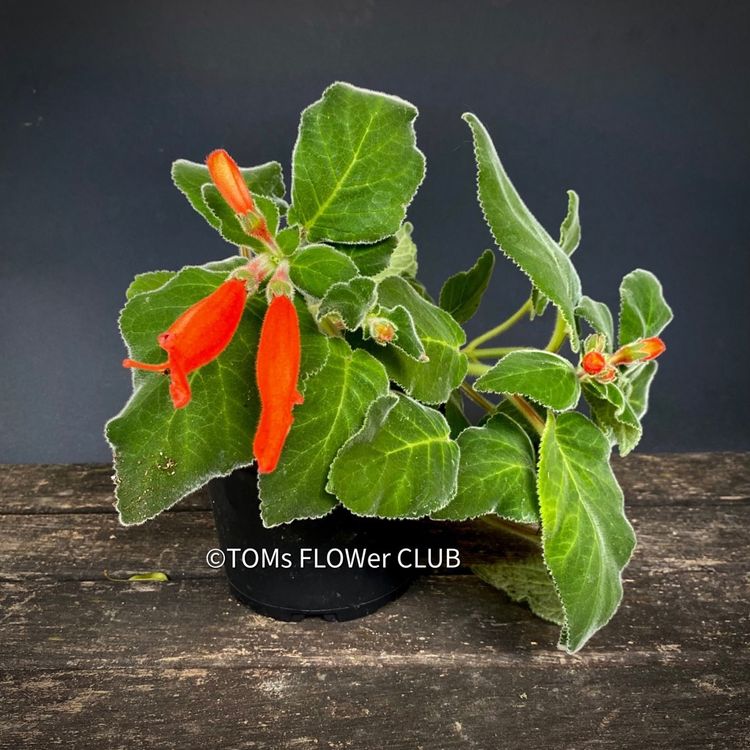 Sinningia Cardinalis / Kardinalblume . (Neu (gemäss Beschreibung)) in ...