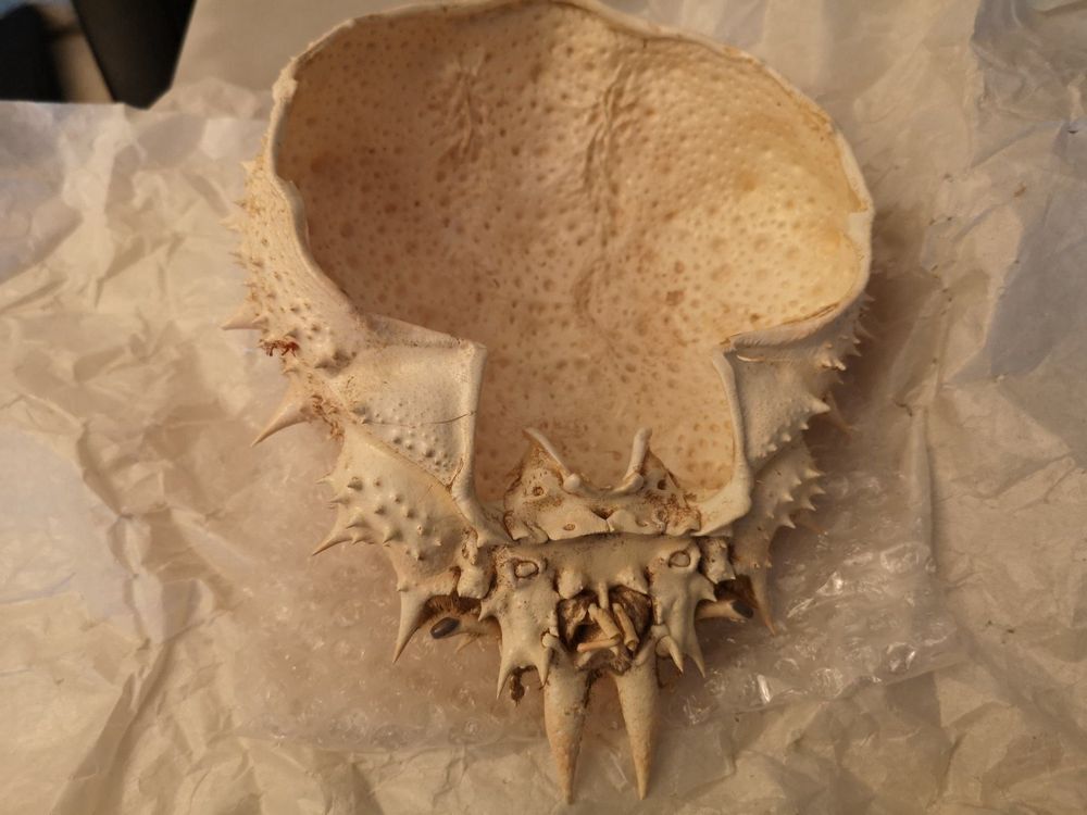 grosser Krebs Panzer mit Randzacken Krabbe sehr dekorativ (Gebraucht ...