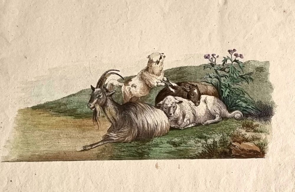 Raphael Winter (1784-1853). Altkolorierte Lithographie | Kaufen auf Ricardo