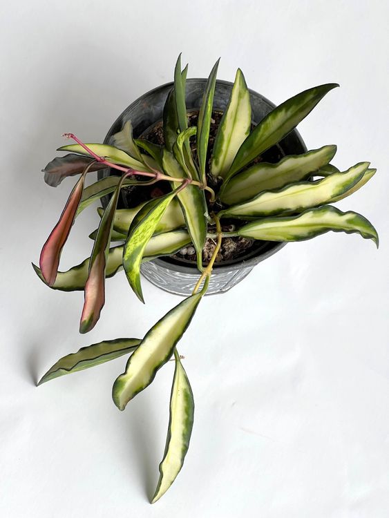 HOYA Wayetii*****VARIEGATED* | Kaufen auf Ricardo