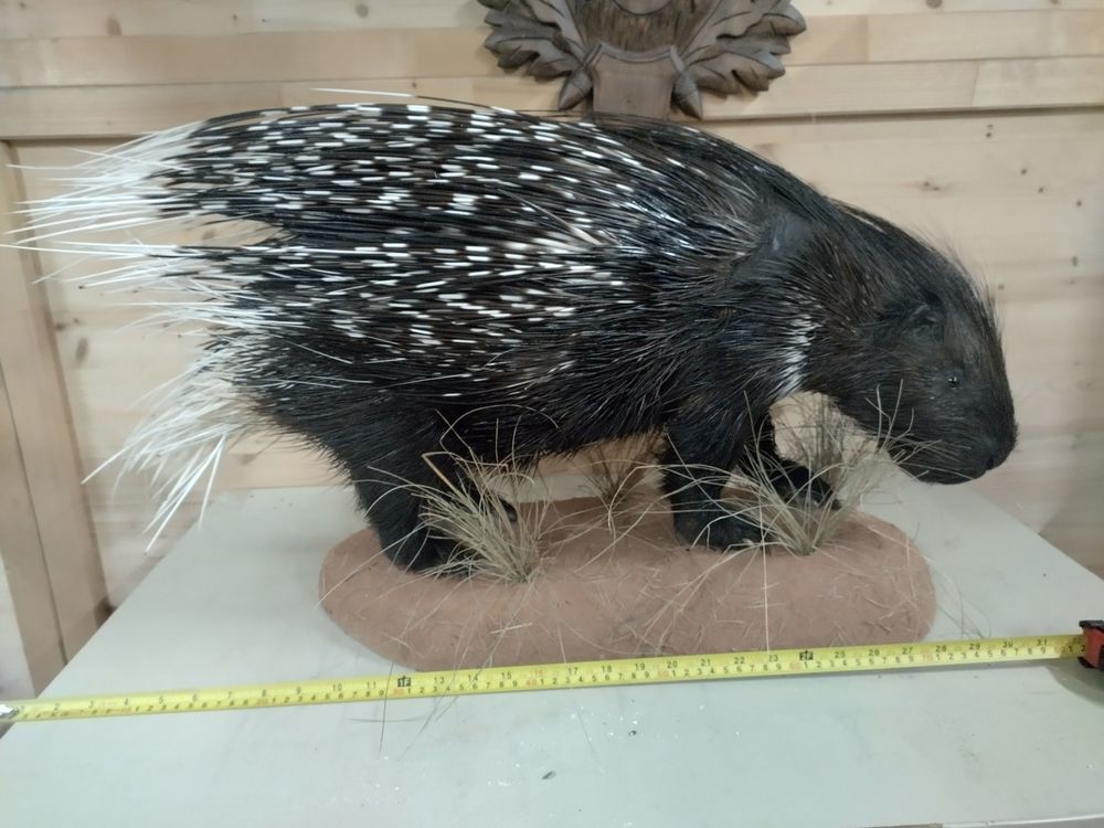 Präpariertes Stachelschwein Deko Tierpräparat (Gebraucht) in Wettingen ...