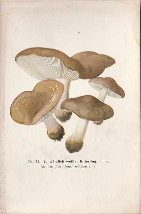 Pilztafel – Schwärzlich-weißer Ritterling E.Michael (Gebraucht) in ...