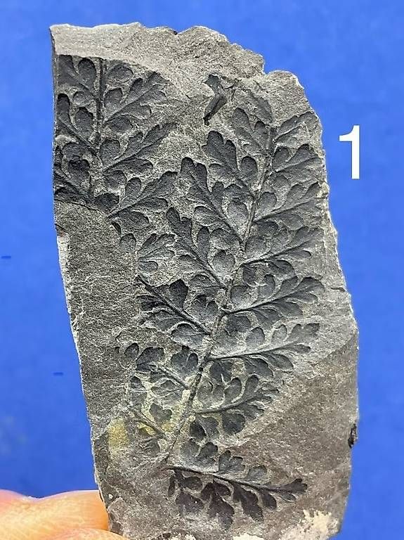 Sphenopteris sauveri PEZZO DA MUSEO 320 milioni di anni (Gebraucht) in ...