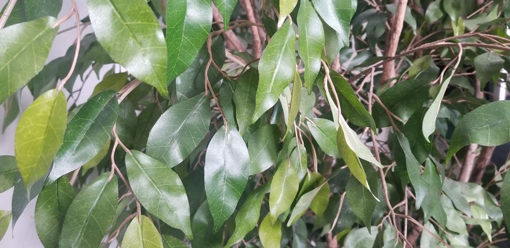 Kunstpflanze Ficus Benjamina Baum in Topf - wie echt (Gebraucht) in ...