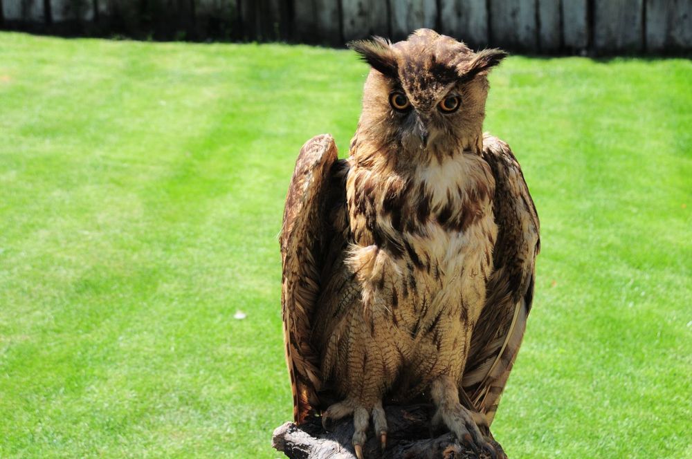 SAMMLUNGSAUFLÖSUNG UHU KÖNIG DER WÄLDER | Kaufen auf Ricardo