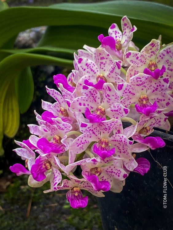 Rhynchostylis Gigantea Pink Spots - Foxtail Orchidee (Neu (gemäss Beschreibung)) in Adliswil für ...