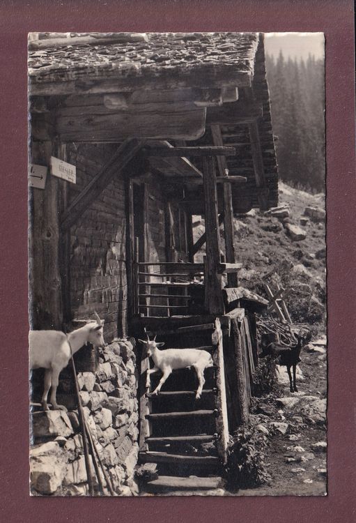 ZIEGEN bei der Alphütte - E. Gyger - 1936 | Kaufen auf Ricardo