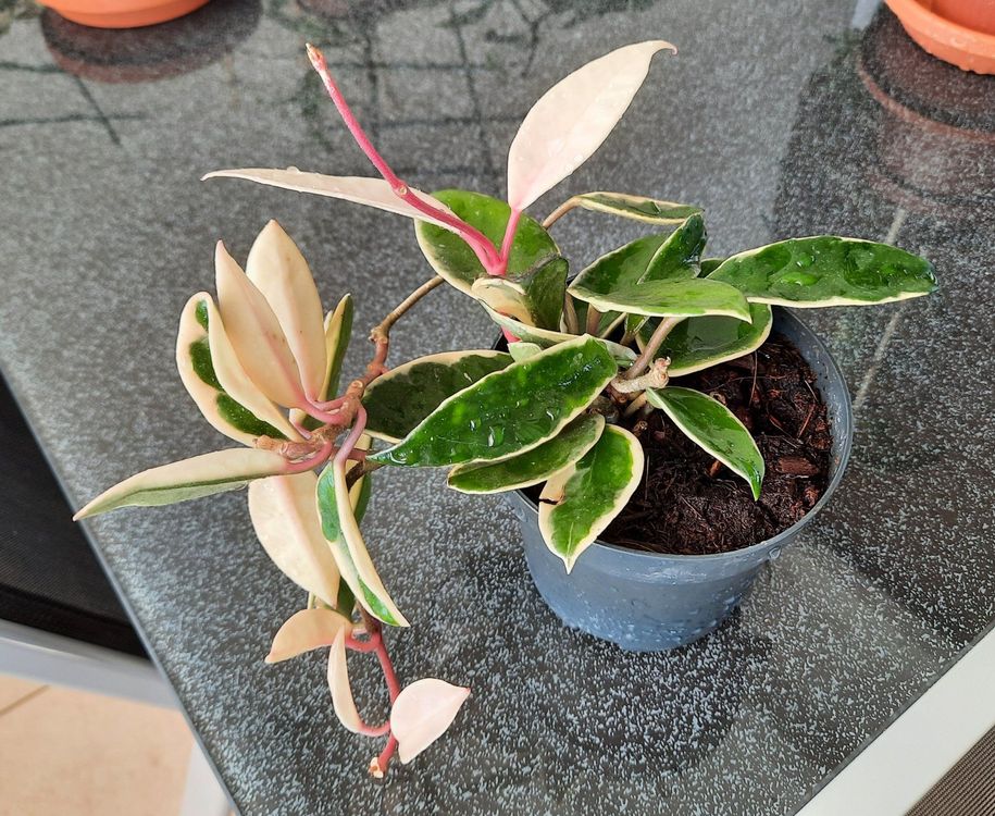 Hoya Carnosa Krimson Queen | Kaufen auf Ricardo