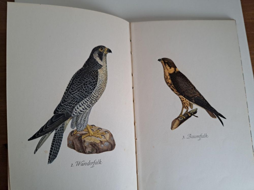 Das kleine Buch der Greife Einheimische Raubvögel | Acheter sur Ricardo