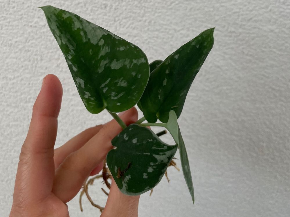 2x Scindapsus silver ann Ableger (Gebraucht) in Zürich für CHF 4 – mit ...