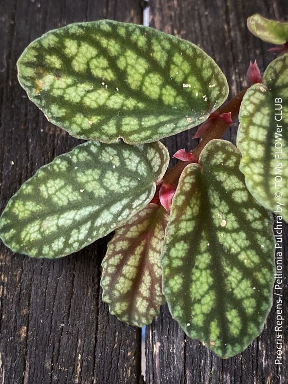 Procris Repens / Pellionia Pulchra - auch fürs Terrarium (Neu (gemäss ...