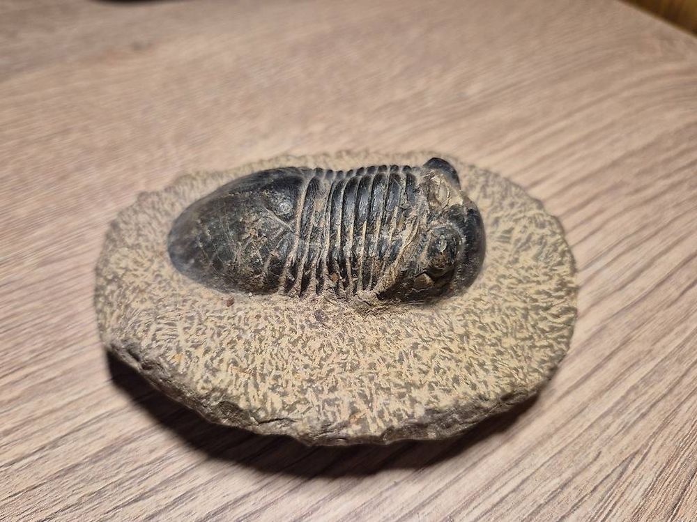 Trilobite fossile authentique sur matrice (Gebraucht) in Sugnens für ...