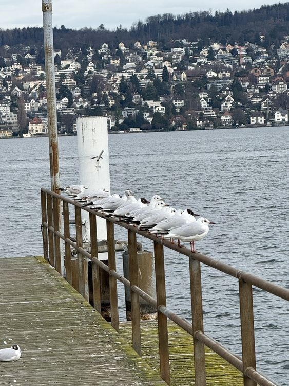 Zum verkaufen Dachbox 431 Liter (Gebraucht) in Winterthur für CHF 60 ...