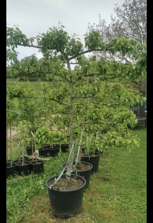 Birne Conference Obstbaum AB1.- Robust und Gesund (Gebraucht) in Gossau ...