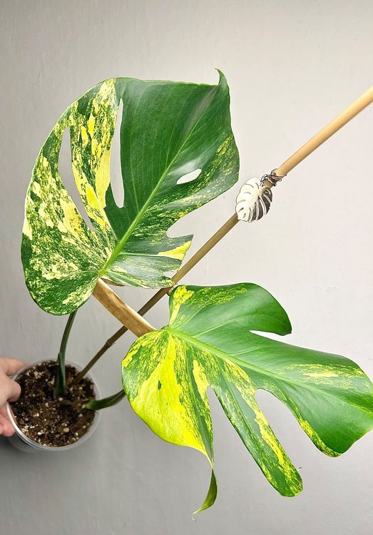 👁️ MONSTERA DELICIOSA AUREA VARIEGATA LARGE FORM HEADCUT!💛 (Gebraucht ...