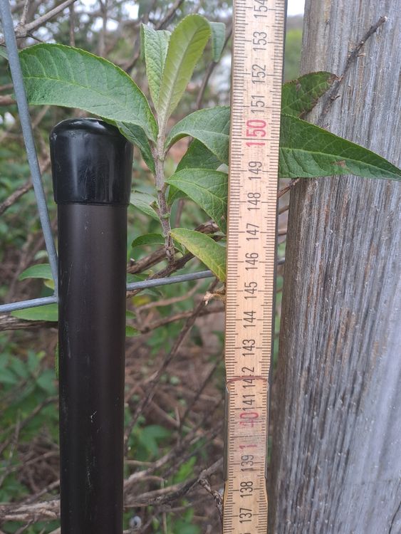 Alkovenleiter zu Wohnmobil (Gebraucht) in Riedtwil für CHF 80 – nur ...