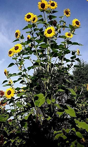 Sonnenblume Mit Mehreren Bluten