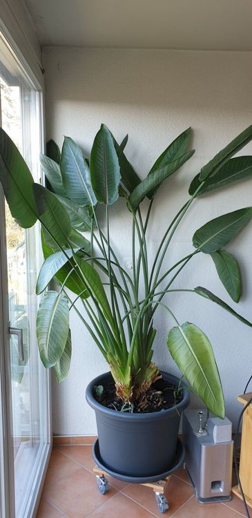 Strelitzie | Kaufen auf Ricardo