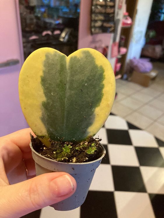 Hoya kerrii variegata | Kaufen auf Ricardo