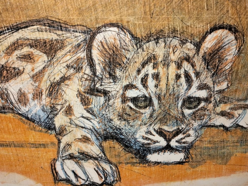 Original F. Hug -Lithographie "Schneeleopardes", gerahmt 🐯 (Gebraucht) in Wil SG für CHF 80 ...