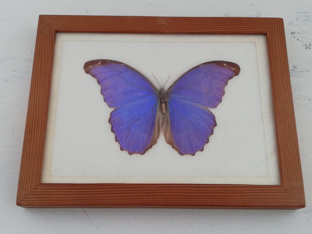Schmetterling hinter Glas | Kaufen auf Ricardo