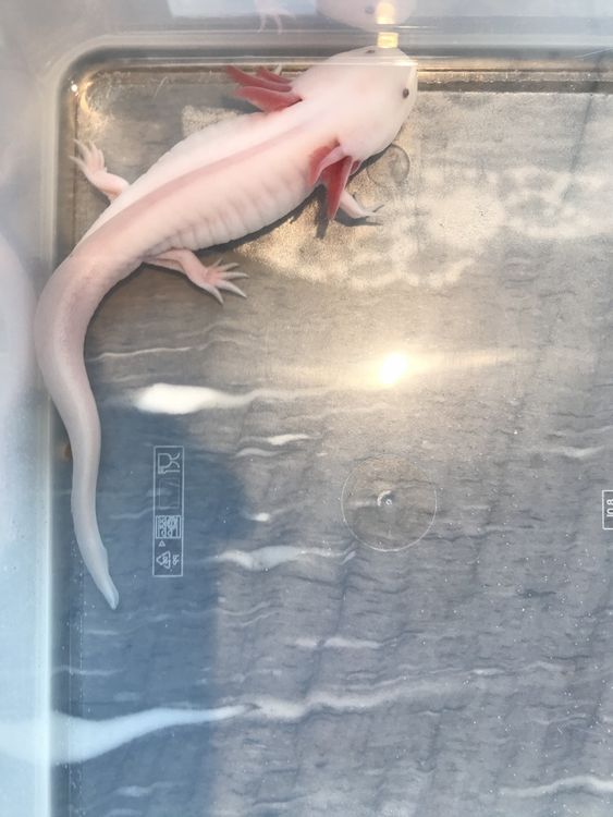Axolotl Aquarium mit Zubehör, ideal für Einsteiger (Gebraucht) in ...