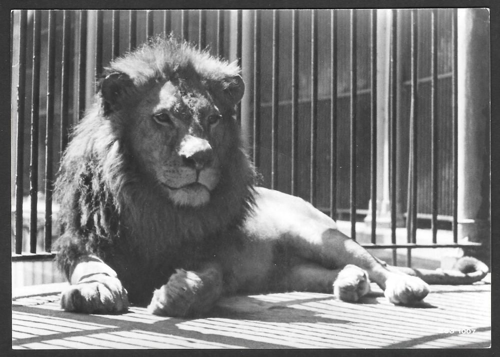 Zoologischer Garten Basel Mähnenlöwe | Kaufen auf Ricardo