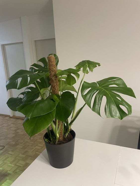 Monstera deliciosa Pflanze mit Moosstab ohne Übertopf (Gebraucht) in ...
