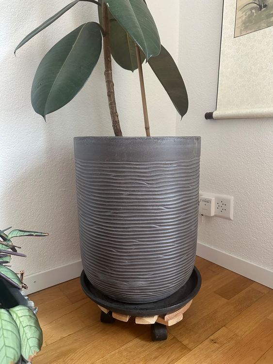 Ficus Elastica (Gummibaum) mit Übertopf und Rollbrett (Neu (gemäss ...