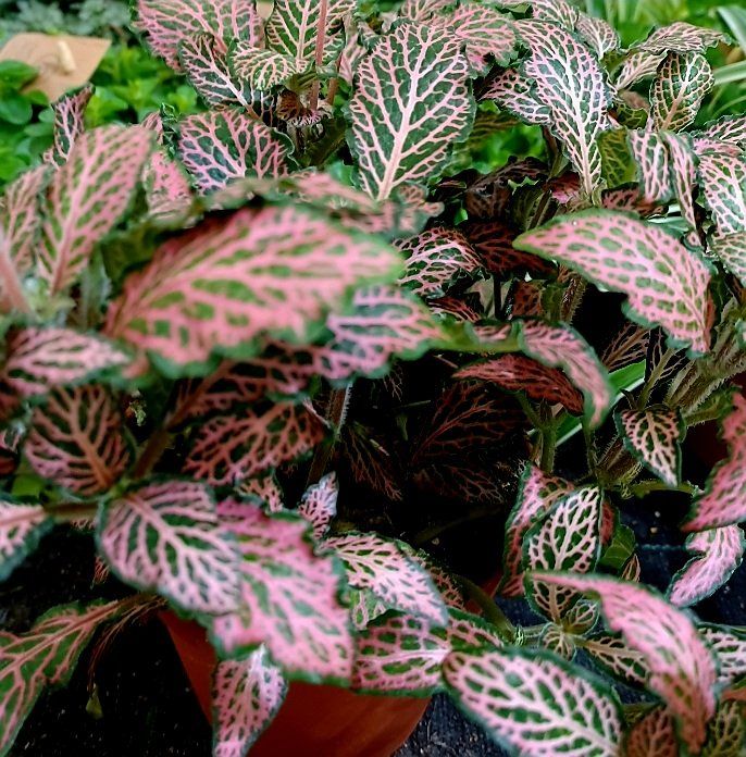 Exotische Zierpflanze FITTONIA MOSAIC PINK FOREST 20 cm 🌿 (Nuovo e nell ...
