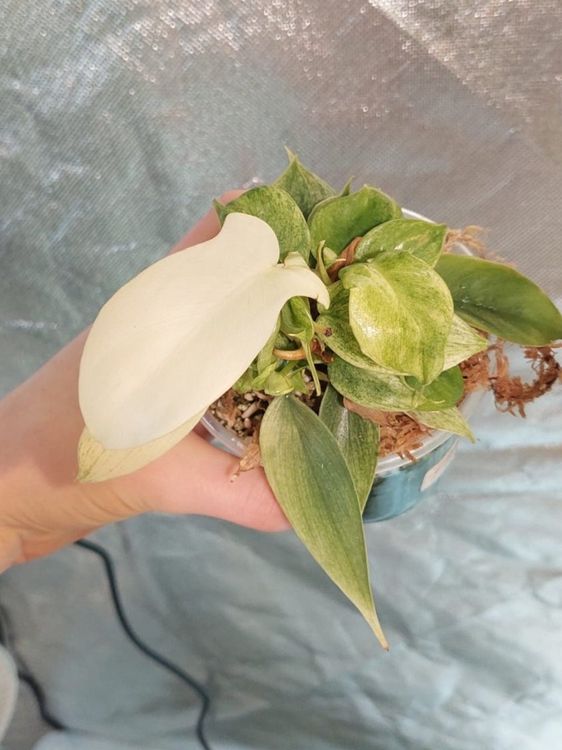 Philodendron Florida Ghost | Kaufen auf Ricardo