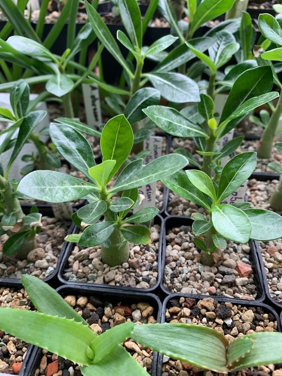 Adenium obesum v. multiflorum (Gebraucht) in Rorbas für CHF 7.5 – mit ...