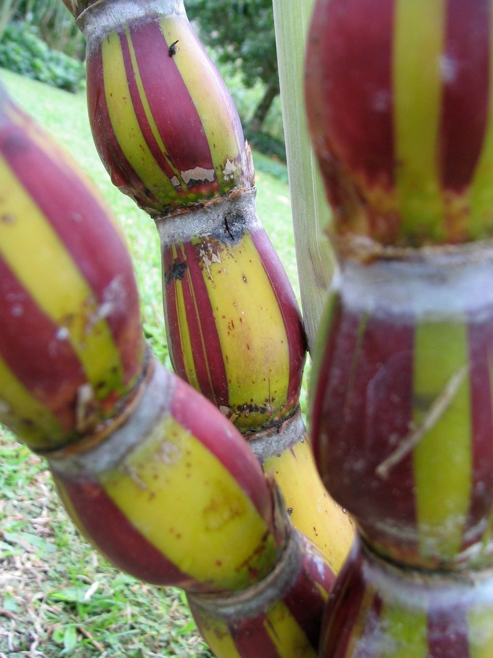 Canne à sucre panaché KO HĀPAI COLLECTION (HAWAI) (Neuf (Voir ...