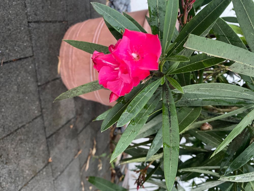 Oleander riesig mit Topf | Kaufen auf Ricardo