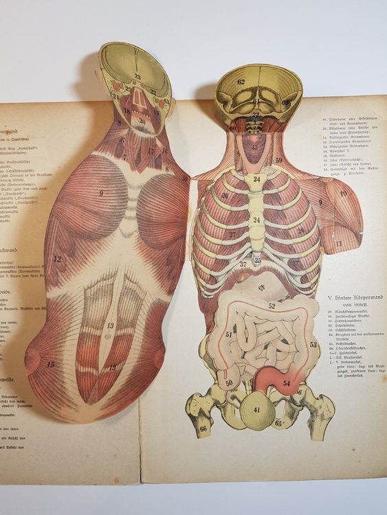 Der Mensch oder wie es in unserem Körper aussieht ca. 1900 | Kaufen auf Ricardo