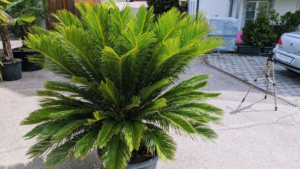 Japanische Sagopalme 01 Cycas revoluta 160cm zu verkaufen | Acheter sur ...